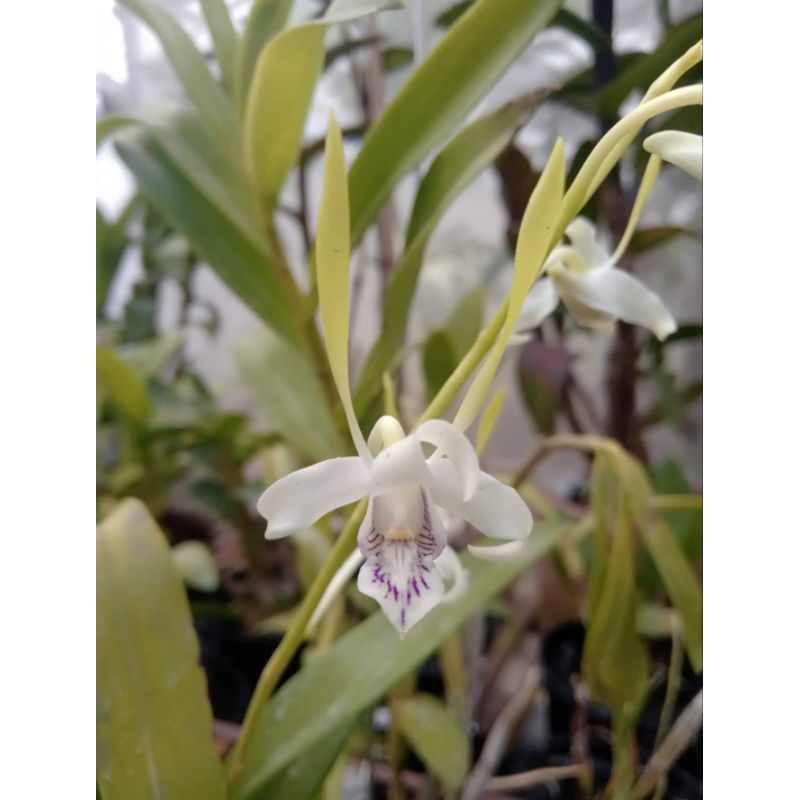 Jual Dendrobium antenatum (double tangkai bunga) | Shopee Indonesia
