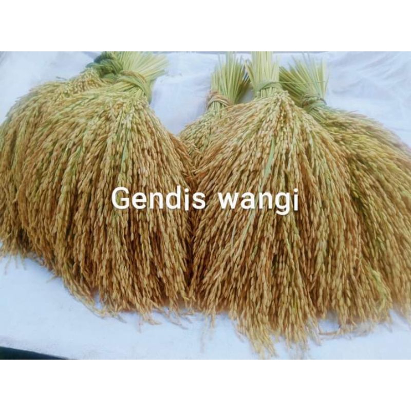 Jual BENIH PADI TERBARU GENDIS WANGI 1KG | Shopee Indonesia