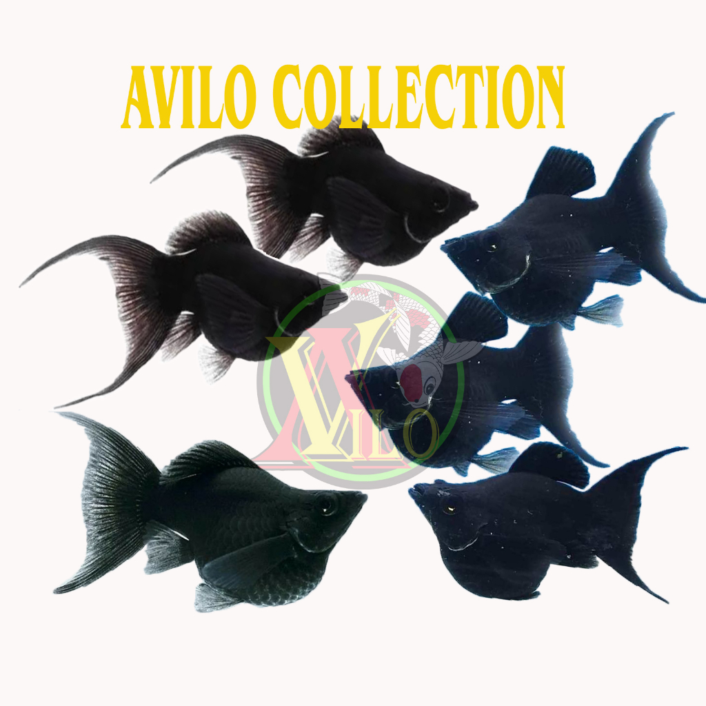 Jual ikan hias balon black molly moli ekor cagak cawang UKURAN KECIL ...