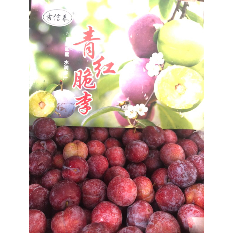 Jual Plum Fire Crunch China / kg | Shopee Indonesia