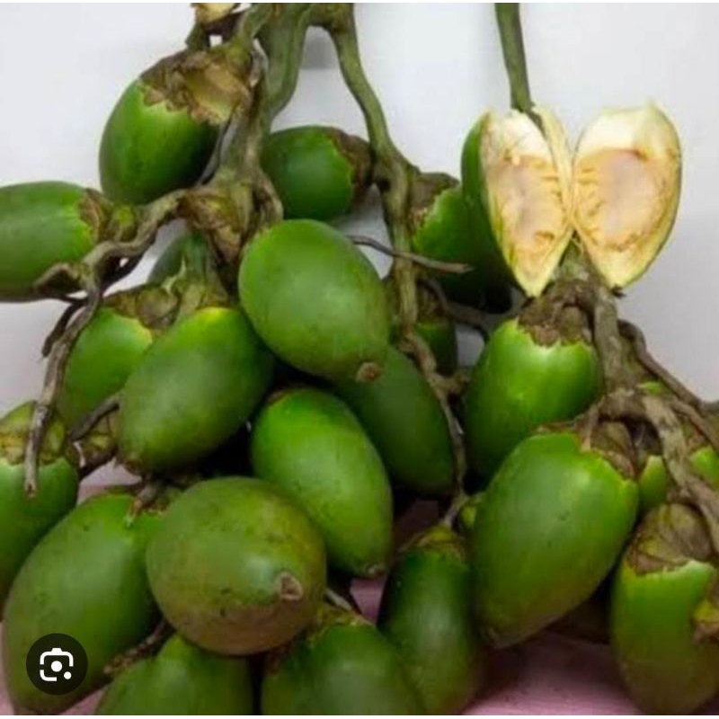 Jual Jambe Pinang Muda 1 Kg Segar Obat Herbal Tradisional Murah Fresh ...
