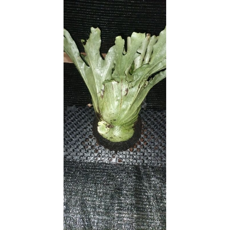 Jual Simbar murah wande platycerium | Shopee Indonesia