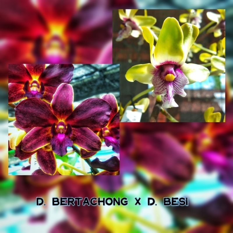 Jual anggrek dendrobium bibit dendrobium bulat cantik | Shopee Indonesia