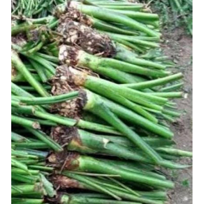 Jual Bibit talas belitung per pohon | Shopee Indonesia