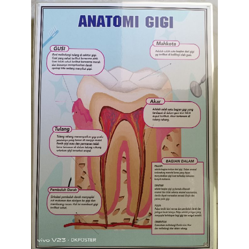 Jual (172) POSTER ANATOMI GIGI | Shopee Indonesia