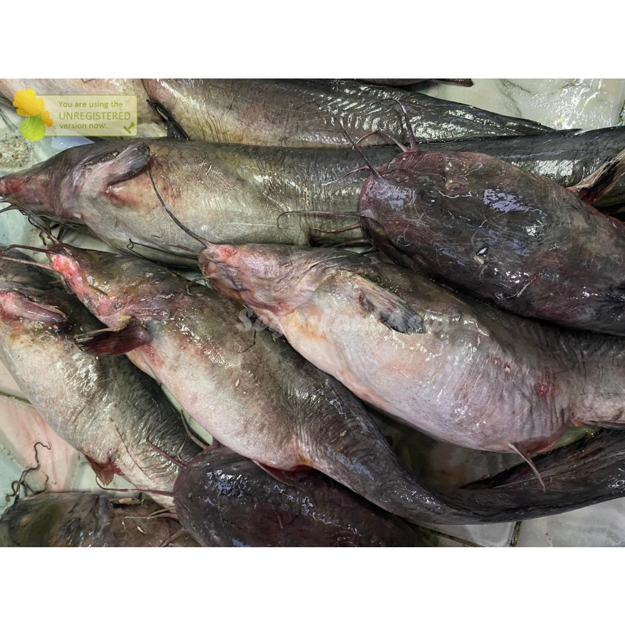 Jual Ikan Sembilang Segar Ikan Sembilang Ikan Sumilang Ikan Laut Segar ...