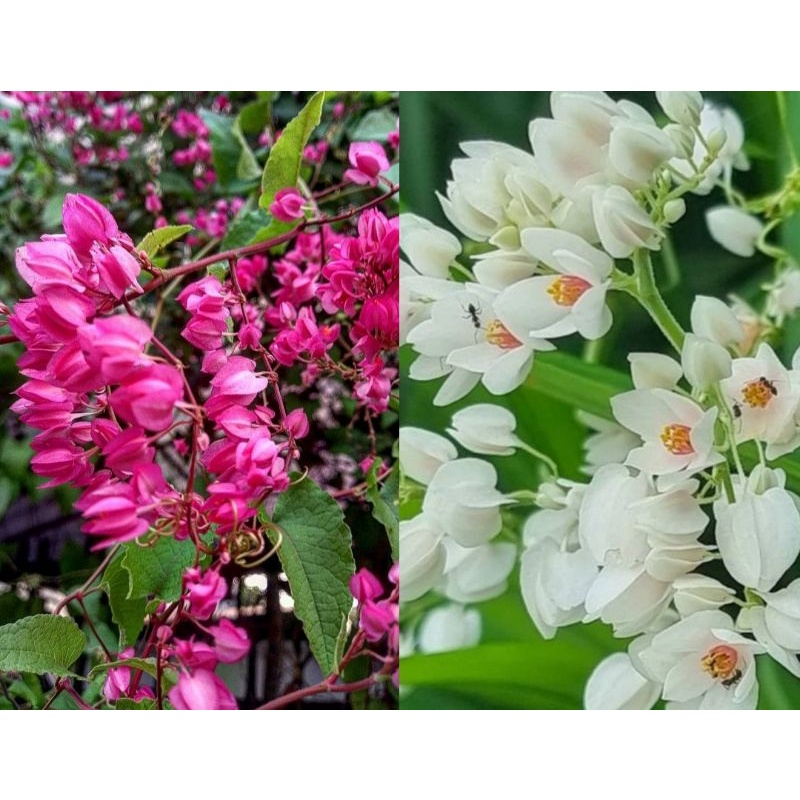 Jual Paket Tanaman Bunga Amp Atau Air mata pengantin PUTIH DAN PINK ...