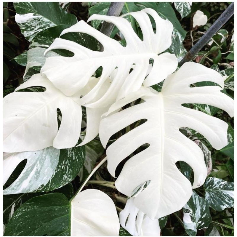 Jual Tanaman Hias monstera marble varigata- varigata murah meriah ...