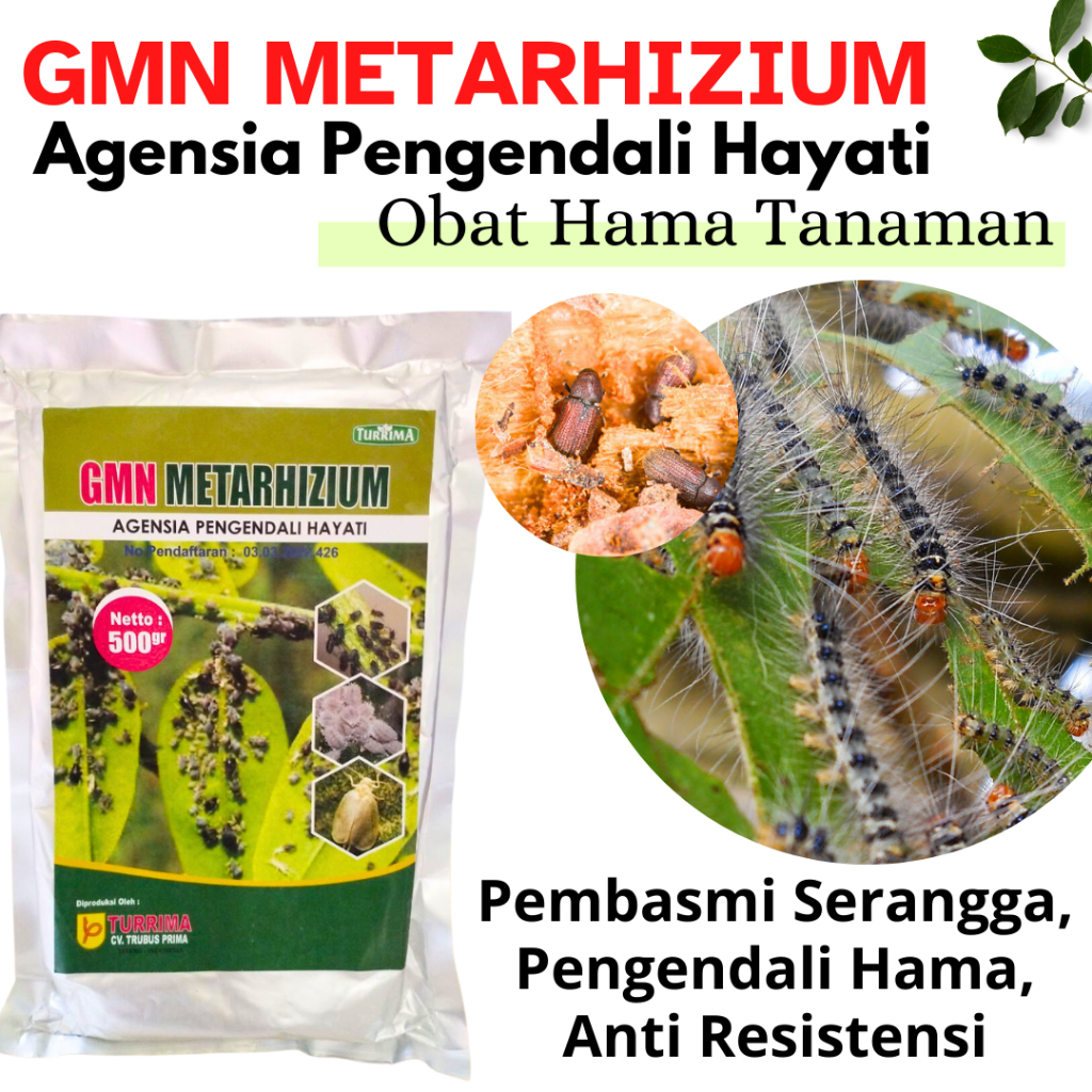 Jual Metarhizium Obat Mujarab Pembasmi Kutu Batang, Pembasmi Hama ...