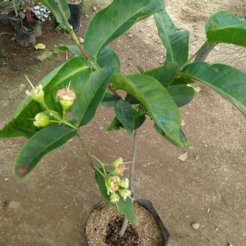 Jual Bibit Tanaman Jambu air Berbunga dn Berbuah Super Murah | Shopee ...
