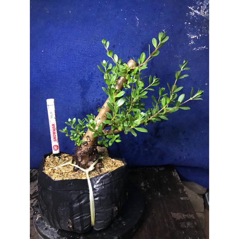 Jual bahan bonsai santigi dongkelan | Shopee Indonesia