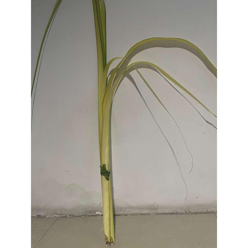 Jual Janur kuning 6 lembar | Shopee Indonesia