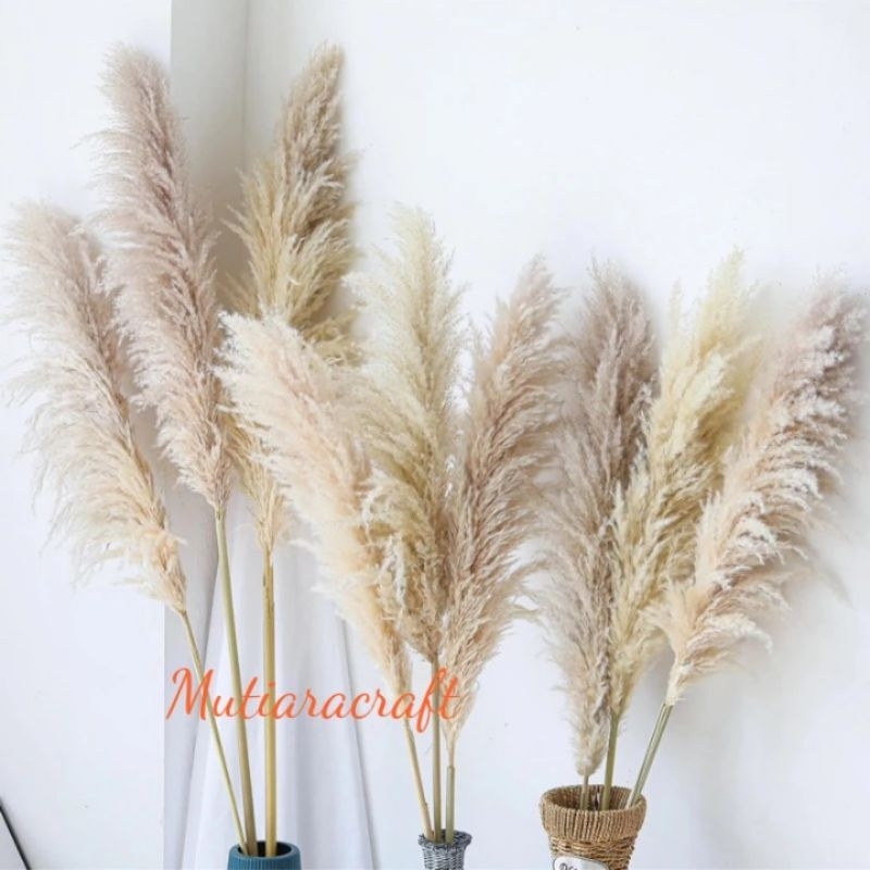 Jual PAMPAS BULU Dekorasi Daun Rustik Kering Palem Sikas Pampas Gandum ...