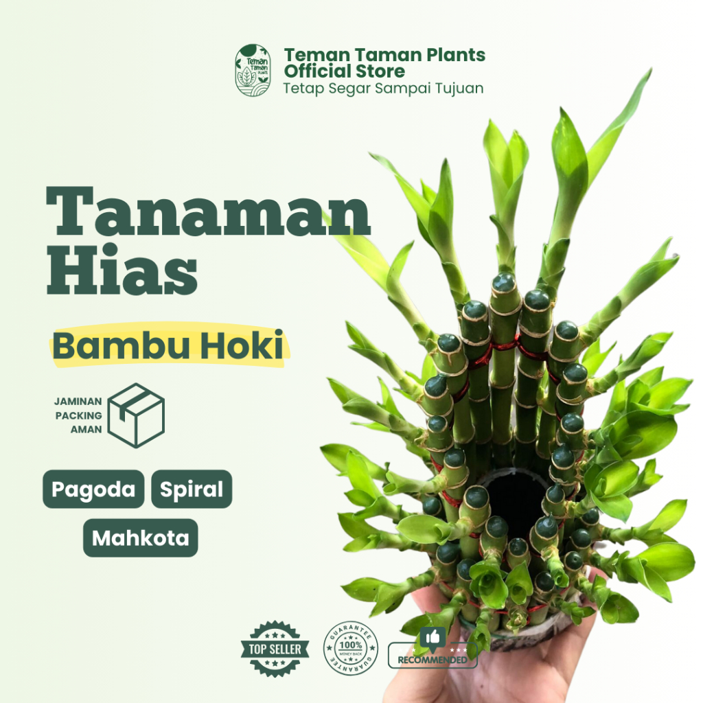 Jual Teman Taman Plants - Tanaman Hias Bambu Hoki Rimbun | Hiasan dan ...