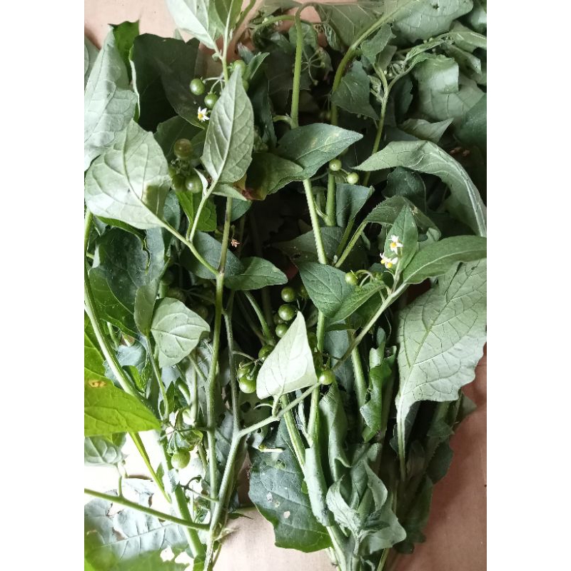Jual Daun Ranti atau leunca hayam 250 gr | Shopee Indonesia