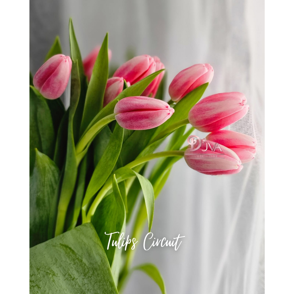 Jual Bunga Potong Murah /Bunga Segar Tulips Holland Perikat Fresh ...