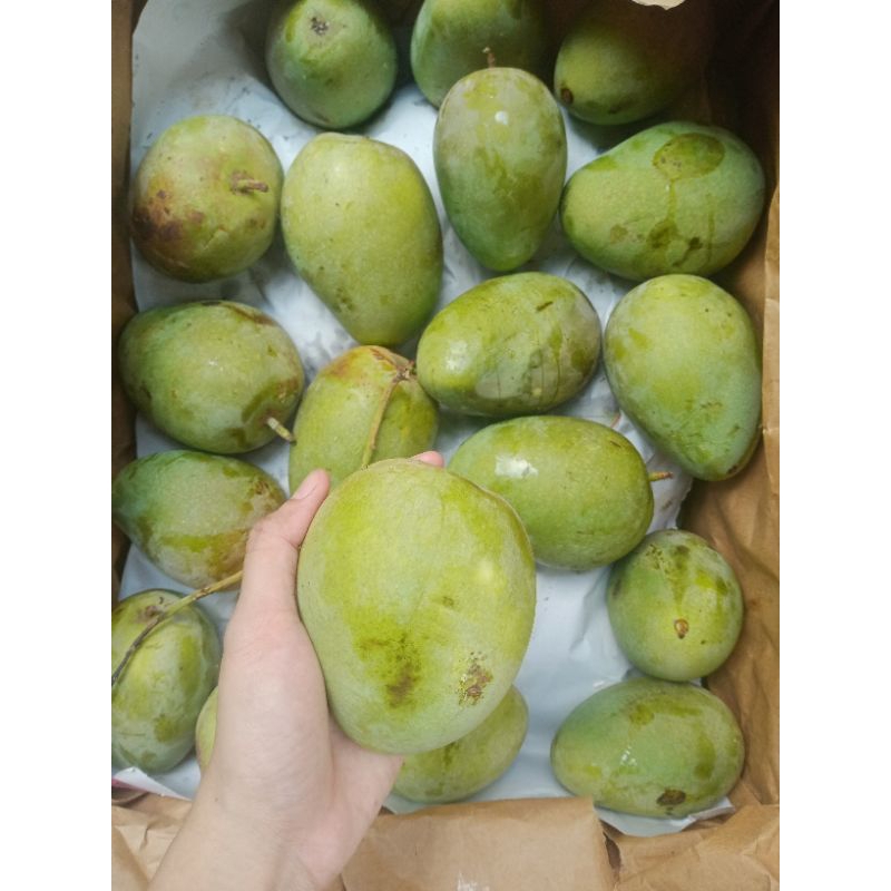 Jual mangga Jawa 2kg | Shopee Indonesia