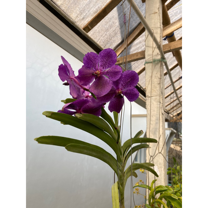 Jual Anggrek Vanda dewasa dan spike | Shopee Indonesia