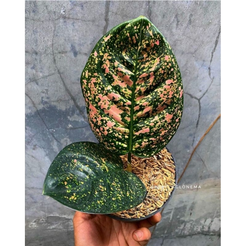 Jual Aglonema Ruby Kura Mutasi Tanaman Hias Aglonema Aglaonema Ruby ...