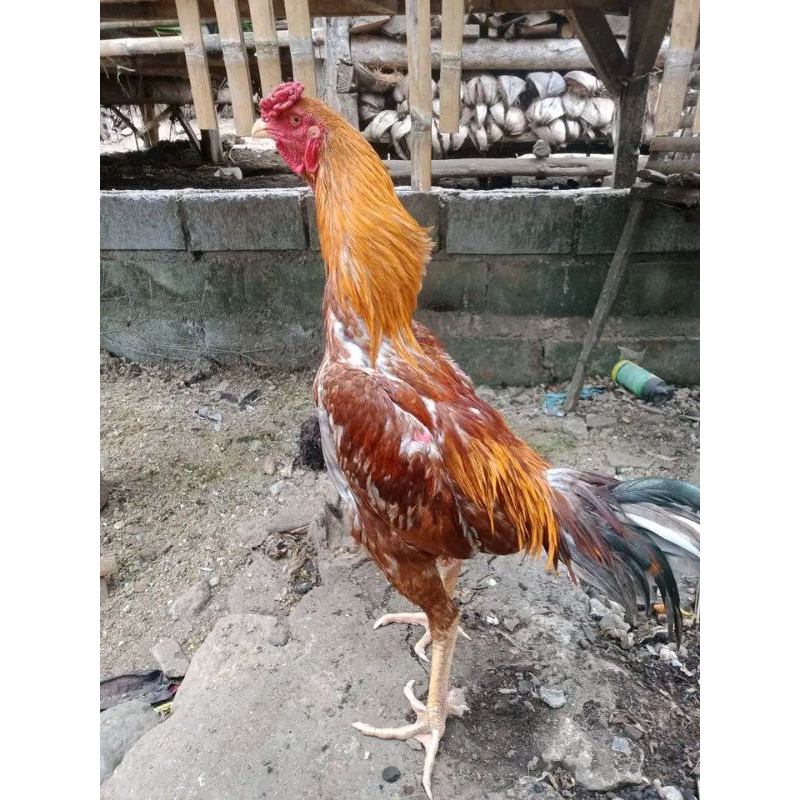 Jual 4 BUTIR TELUR TETAS AYAM.PAKOY ELIT | Shopee Indonesia