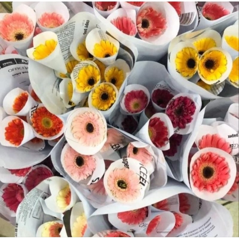 Jual Bunga garbera fresh isi 15 tangakai | Shopee Indonesia