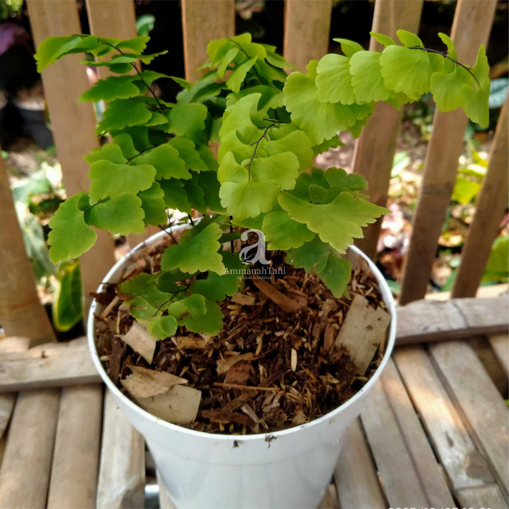 Jual TANAMAN HIAS INDOOR/OUTDOR-SUPRIL KALONG | Shopee Indonesia