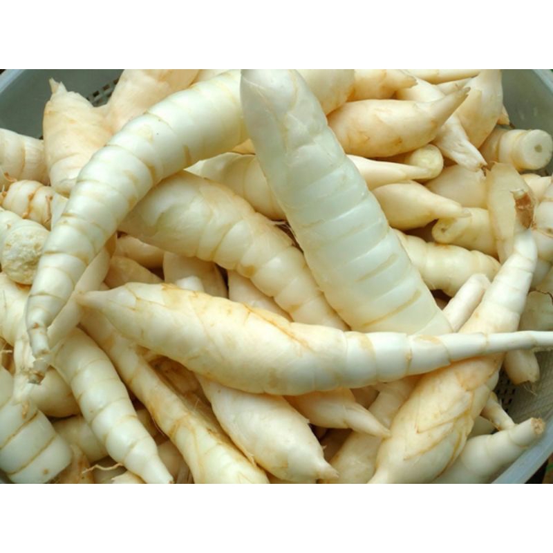 Jual UMBI IRUT/GARUT FRESH DAN PATI GARUT | Shopee Indonesia