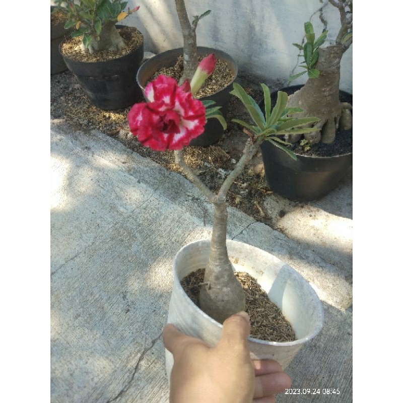 Jual adenium | Shopee Indonesia