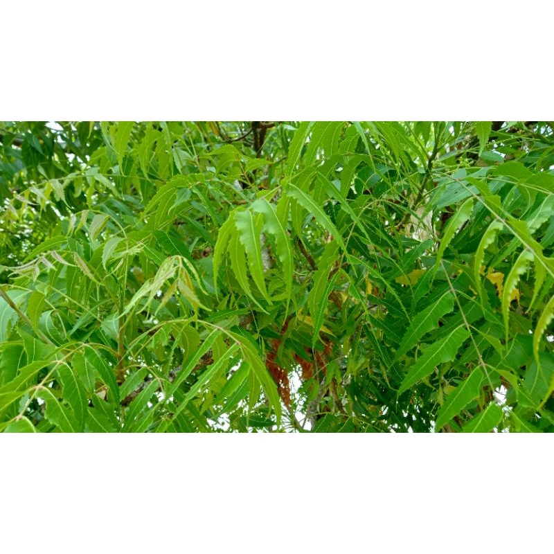 Jual daun mindi/mimba fresh murah 1kg | Shopee Indonesia