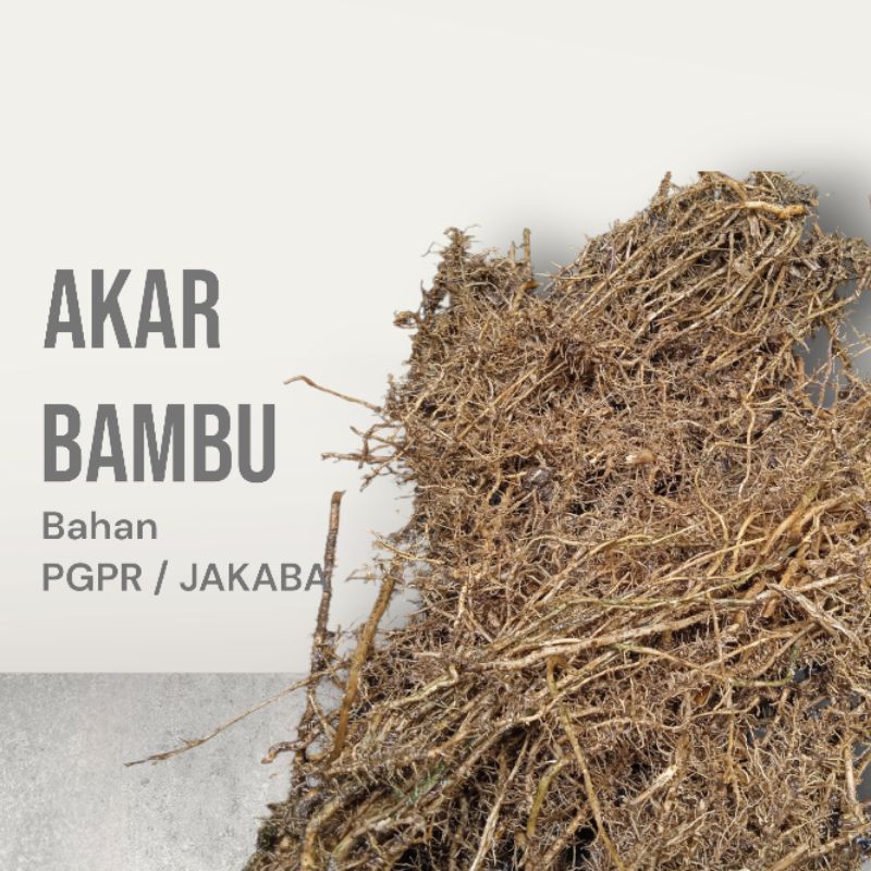 Jual Akar Bambu Bamboo Root | Shopee Indonesia