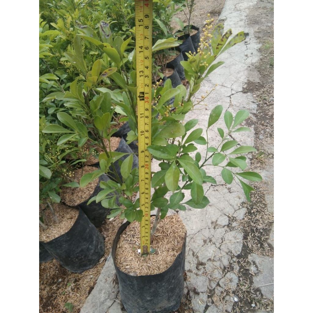 Jual Tanaman Kemuning Cina - Bibit Pacar Cina - Pohon Culan | Shopee ...