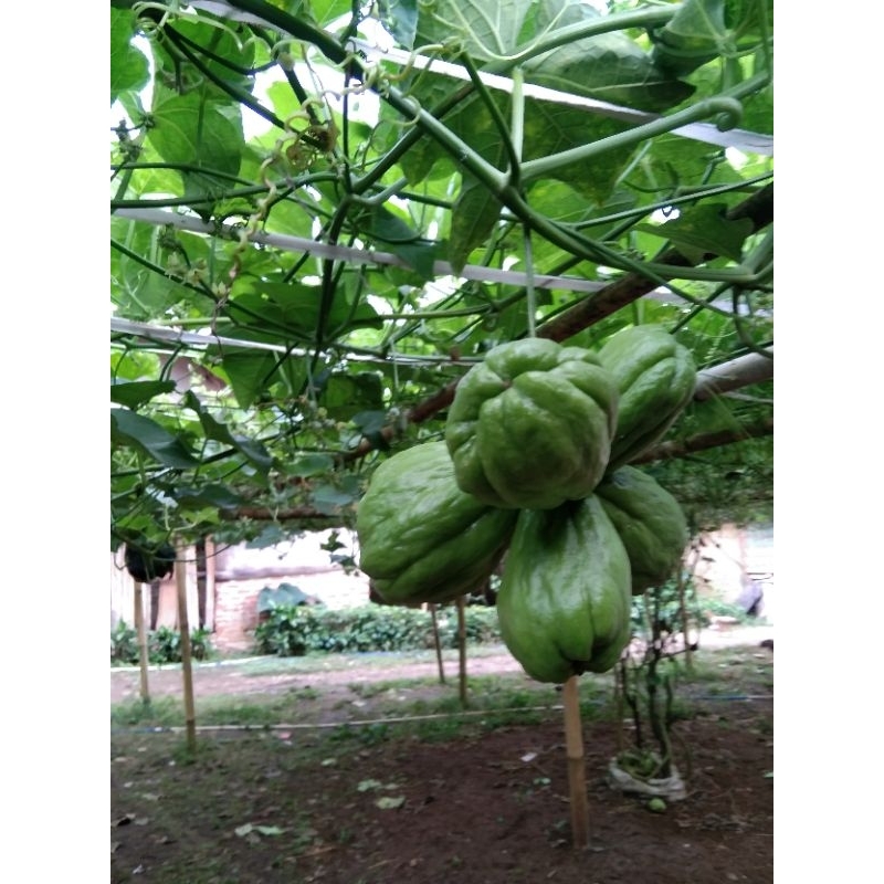 Jual bibit labu siam anggur bibit siap bibit mudah tumbuh cocok di ...