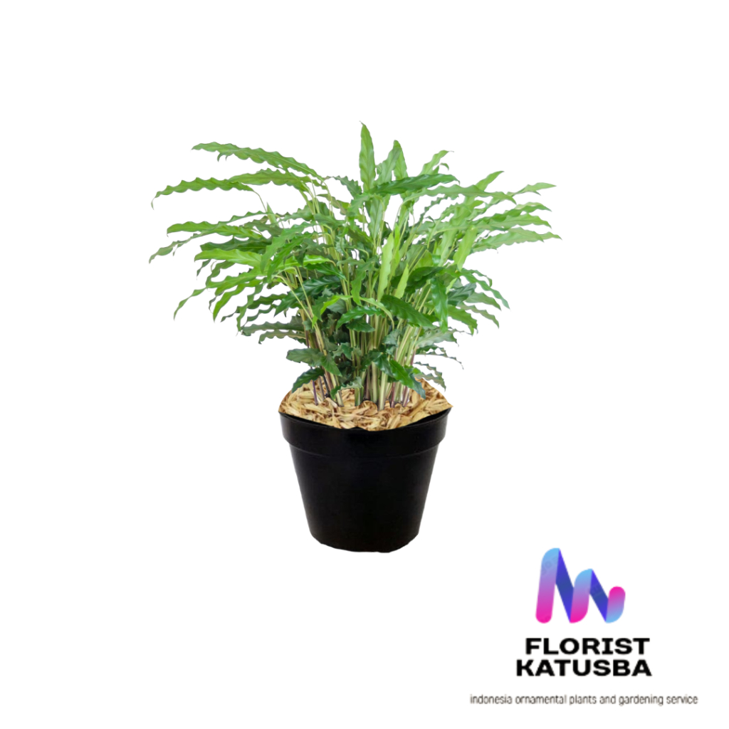 Jual tanaman calathea rufibarba blue grass Velvet Calathea | Shopee ...