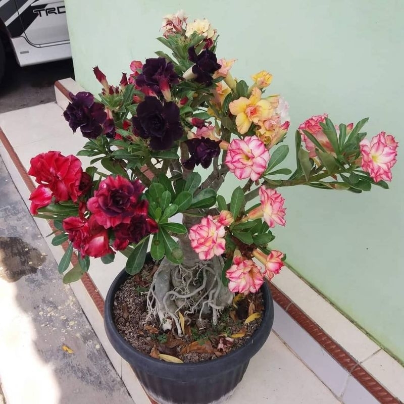 Jual Adenium Kamboja / Adenium Kamboja Bunga Tumpuk / Adenium kamboja ... Jual Adenium Kamboja / Adenium Kamboja Bunga Tumpuk / Adenium kamboja ...
