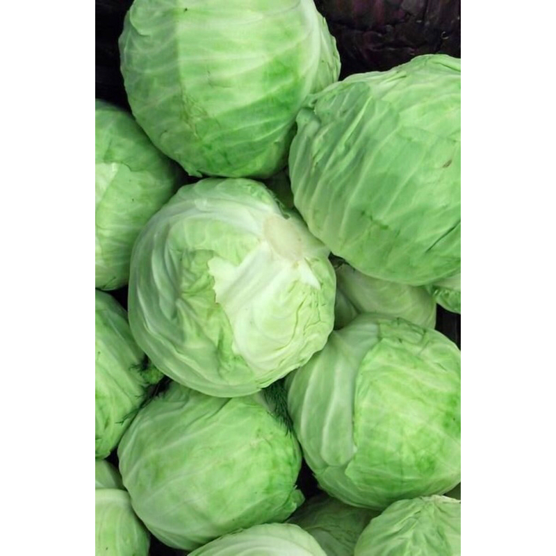 Jual Sayur Kol Kubis 1 Buah Berat (1 - 1,5 kg) | Shopee Indonesia