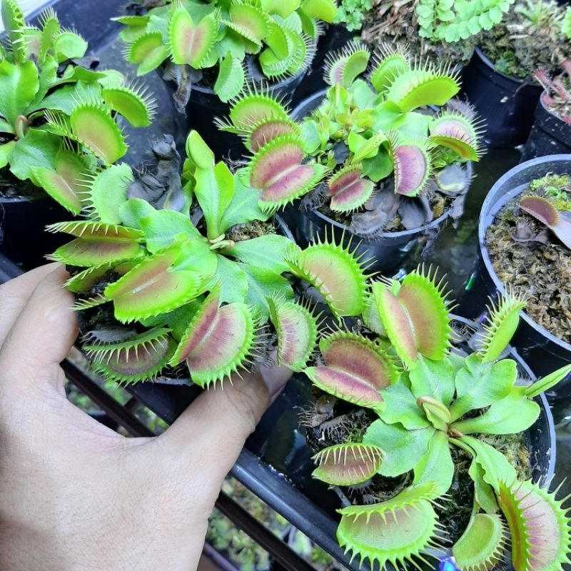 Jual Bibit Venus Flytrap VFT Tanaman Karnivora Pemangsa Serangga | Shopee Indonesia