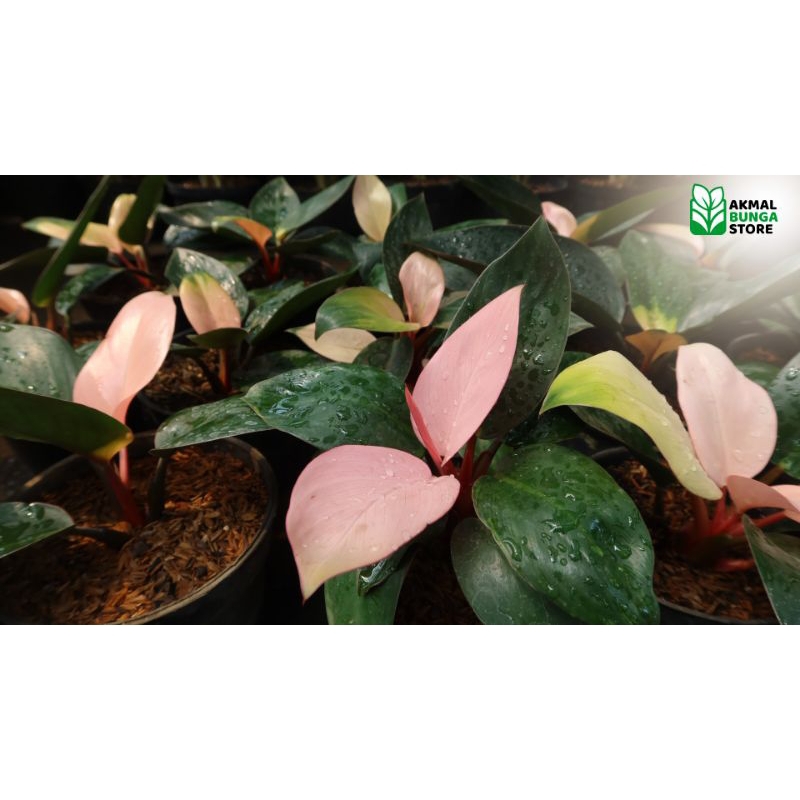 Jual Pink Congo | Shopee Indonesia