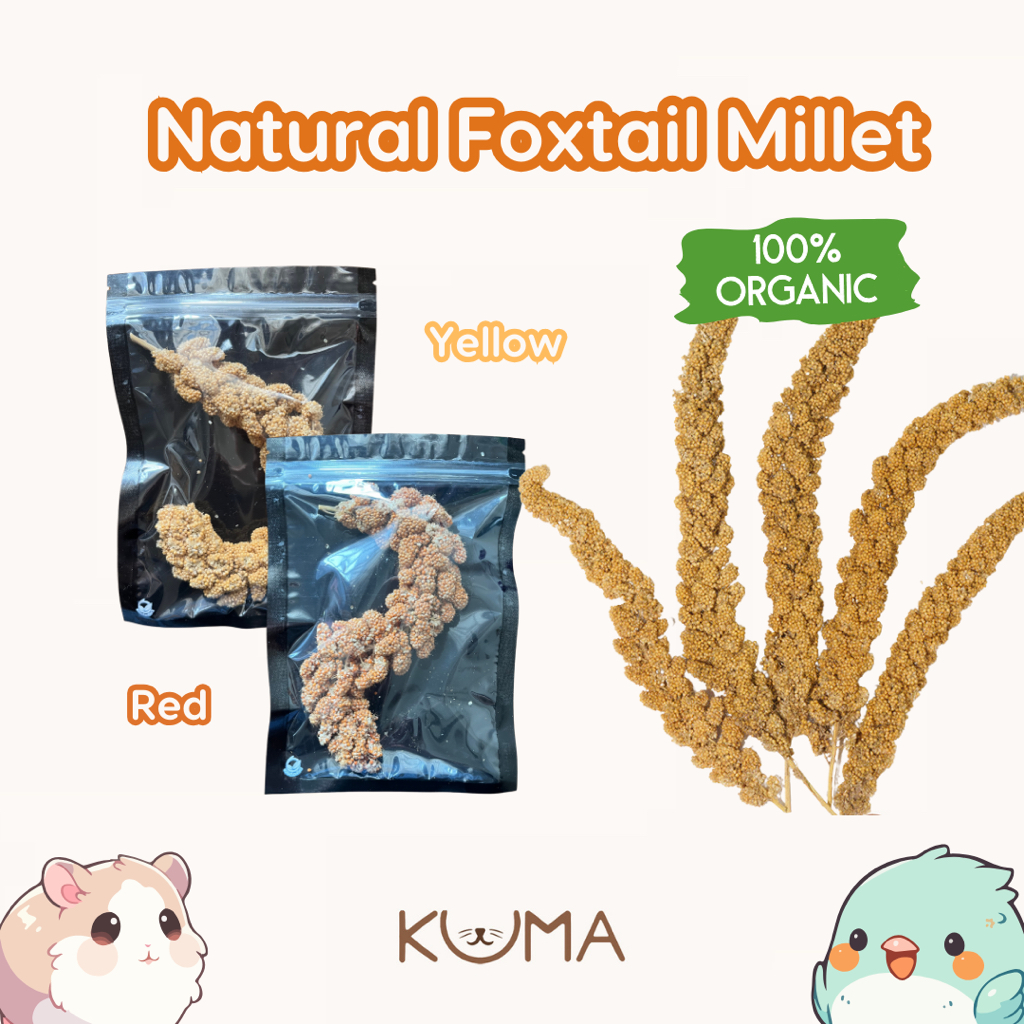 Jual [KUMA] Natural Foxtail Millet Yellow / Red Piston | Jewawut ...