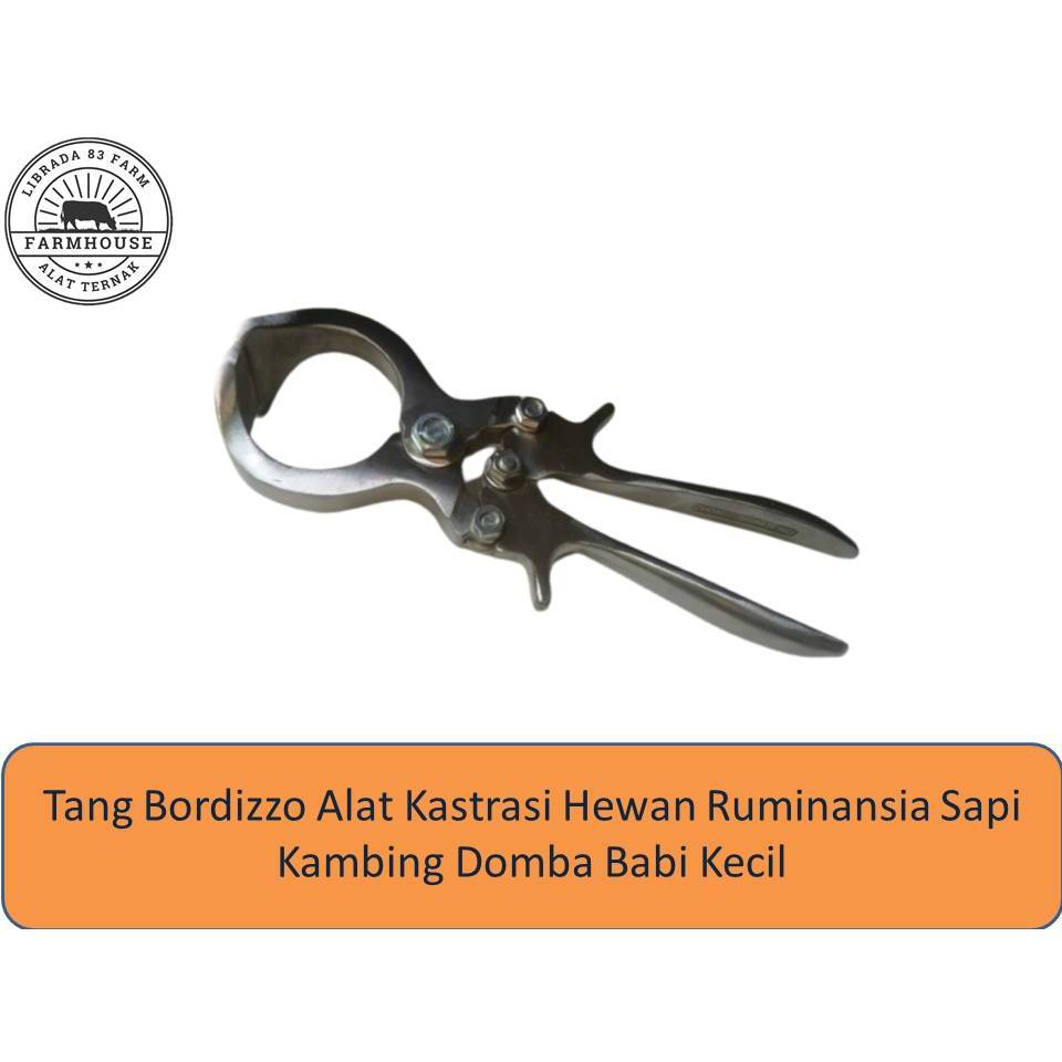 Jual Tang Bordizzo Alat Kastrasi Hewan Ruminansia Sapi Kambing Domba ...
