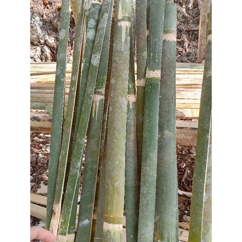 Jual Bambu bilah Ajir tanaman/ penyangga tanaman 50cmx4cm | Shopee ...