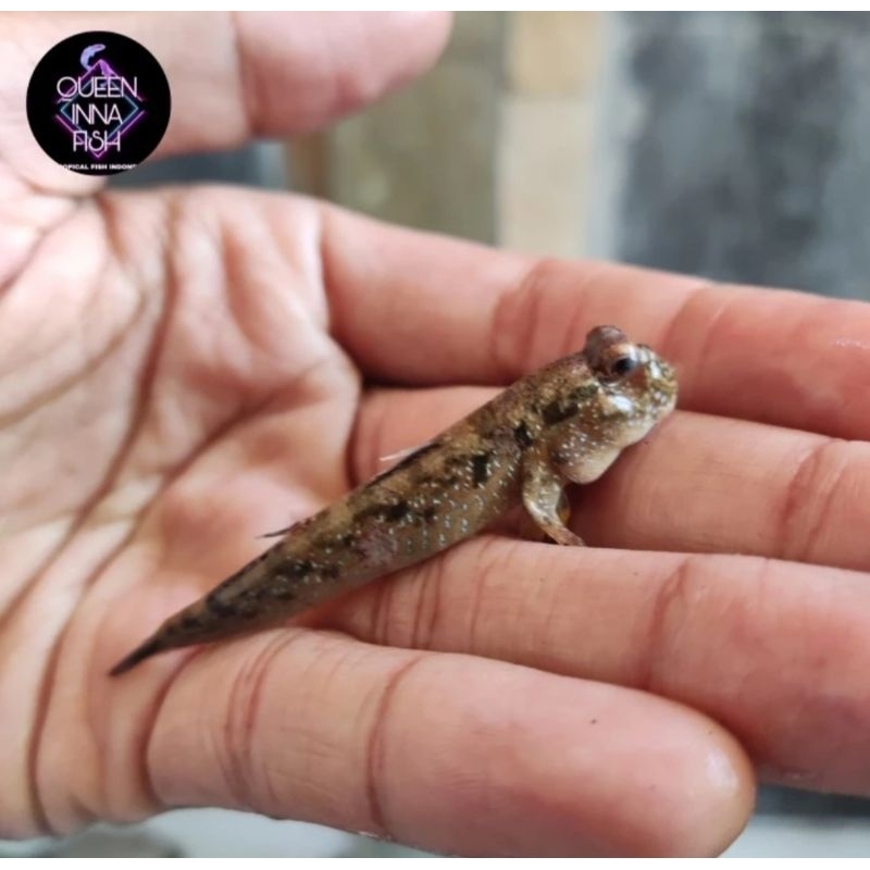 Jual Ikan Blodok Mudskipper | Mudskiper Fish Ikan Glodok | Shopee Indonesia