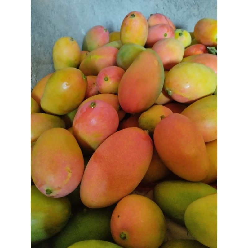 Jual buah mangga podang gunung wilis 1kg fress matang pohon | Shopee ...