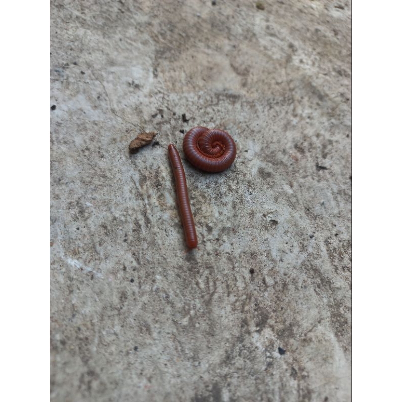 Jual Luwing Merah | Kluwing, Kaki seribu Hidup | Shopee Indonesia