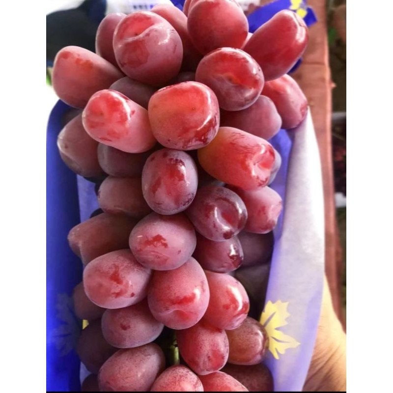 Jual Anggur Muscat Merah 500gram Seedless Premium | Shopee Indonesia