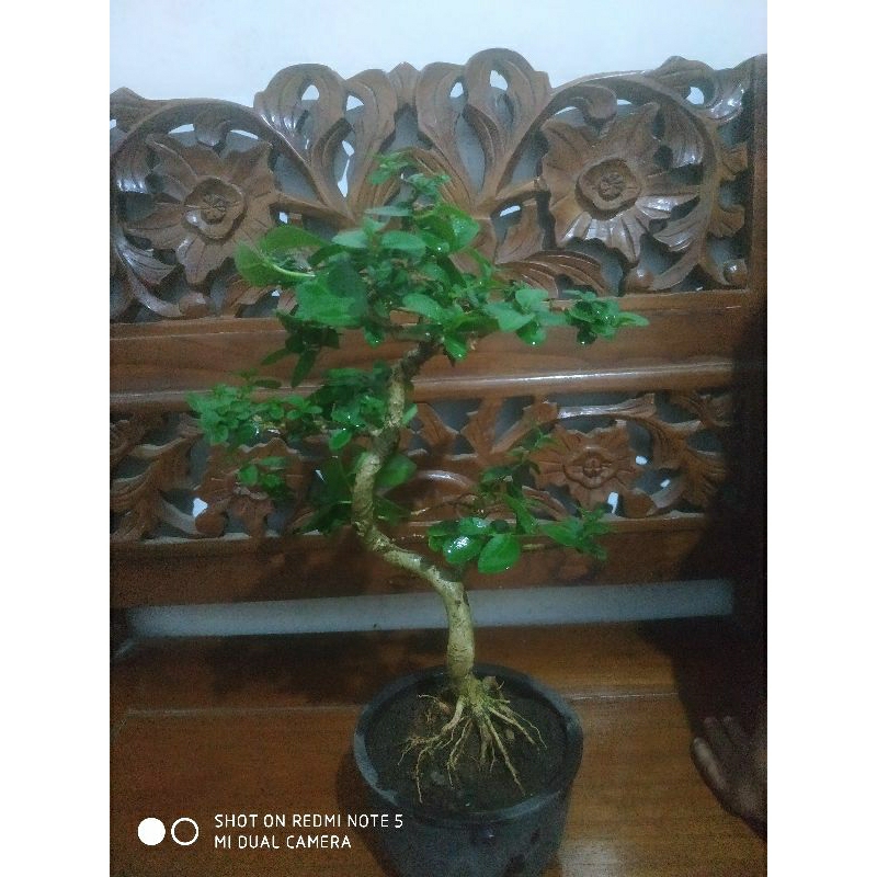 Jual sancang mikro super prospek | Shopee Indonesia