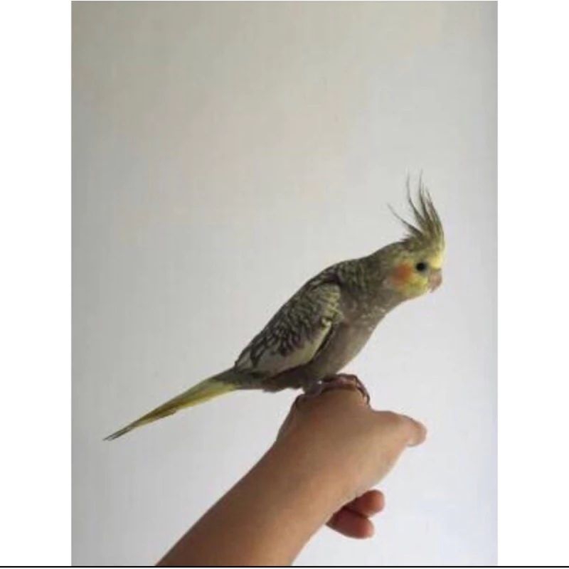 Jual BURUNG FALK PARKIT AUSTRALIA MUTIARA | Shopee Indonesia