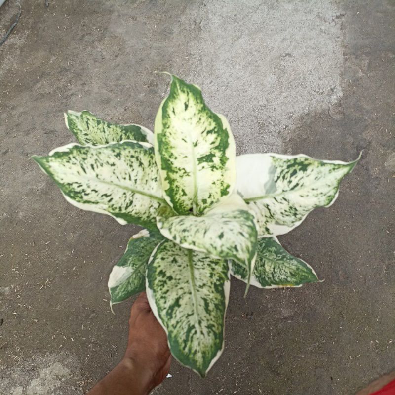 Jual Diven Lukisan Cinta | Shopee Indonesia
