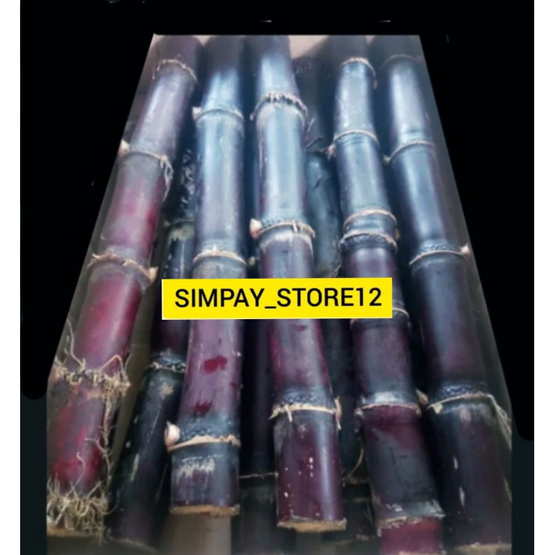 Jual Tebu hitam 2kg atau tebu Ireng segar jual tebu Ireng asli segar ...