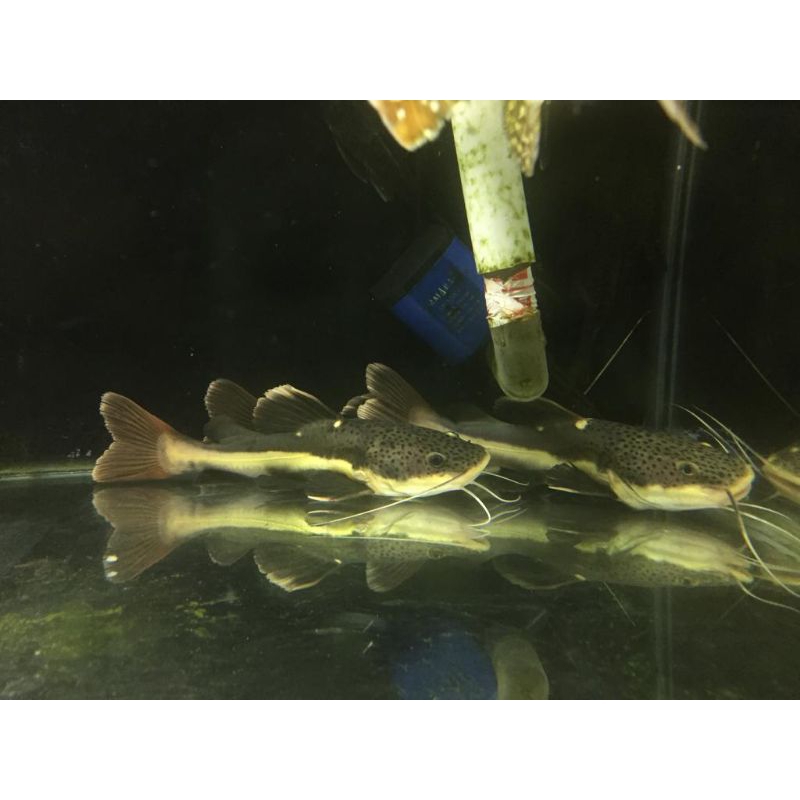 Jual RTC ikan lele amazon | Shopee Indonesia