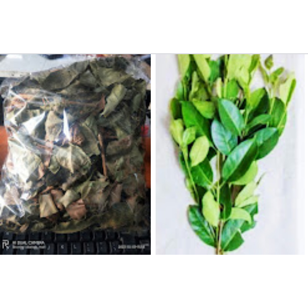 Jual Daun salam segar / Daun salam Kering penyedap masakan & kesehatan ...